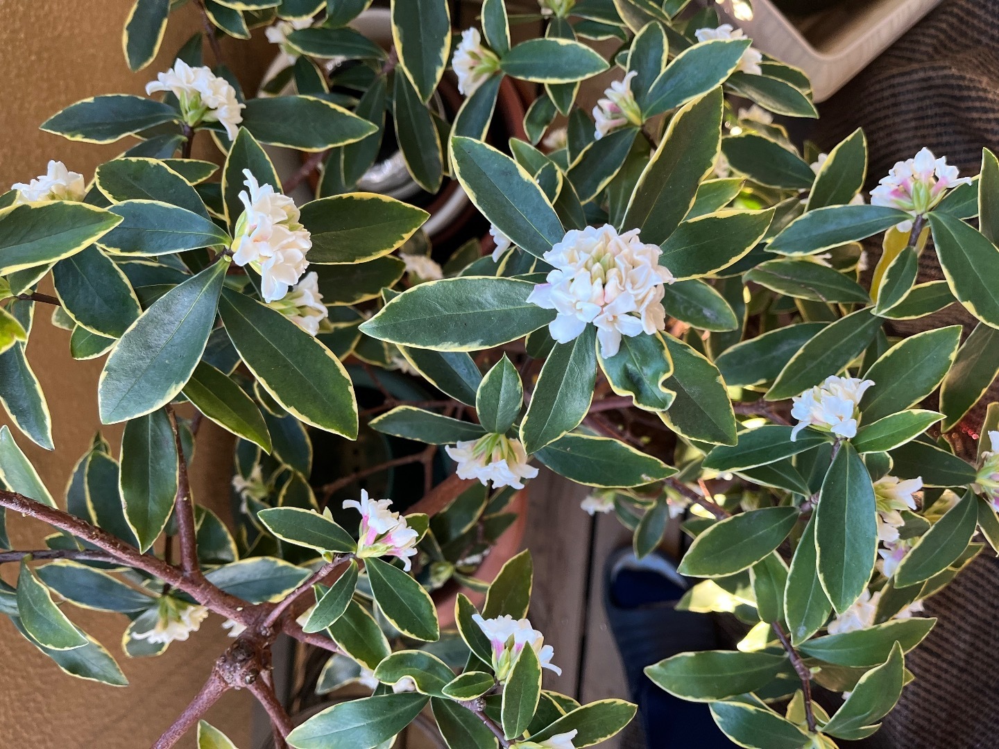 沈丁花: はじめの一歩(その2)